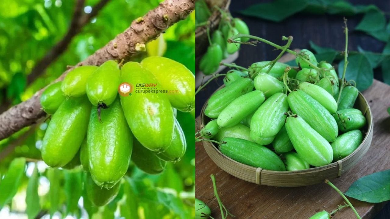 Manfaat Belimbing Wuluh untuk Kesehatan